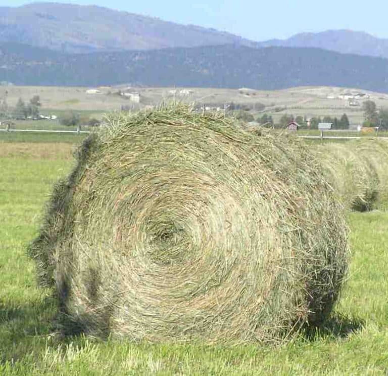 Buy Alfalfa Hay bales for sale - Supreme Lucerne hay wholesale supplier
