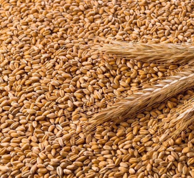 Buy Hay Bales for sale - Bulk Wholesale Supplier